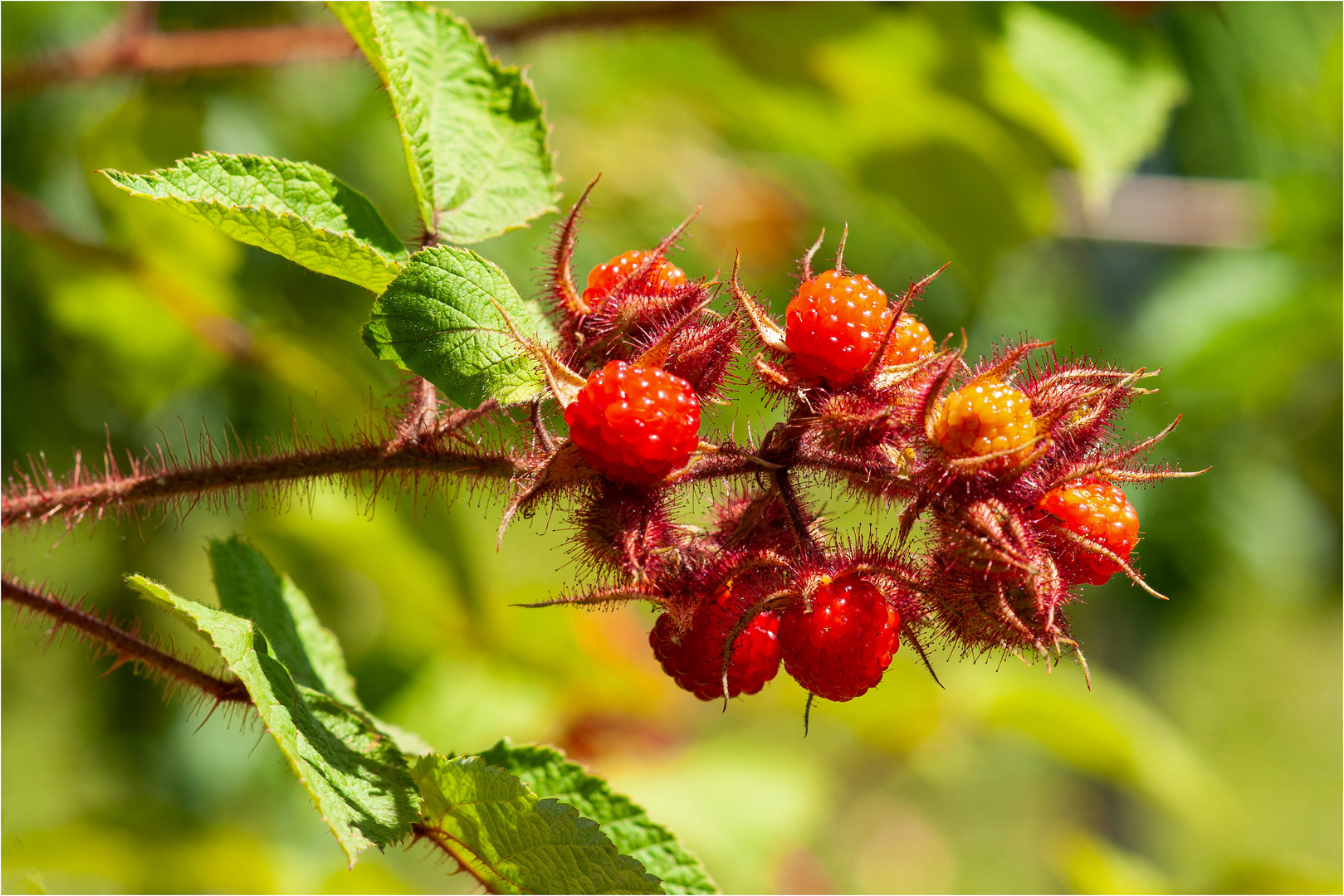 Rotborstige Himbeere Foto & Bild | pflanzen, pilze & flechten ...