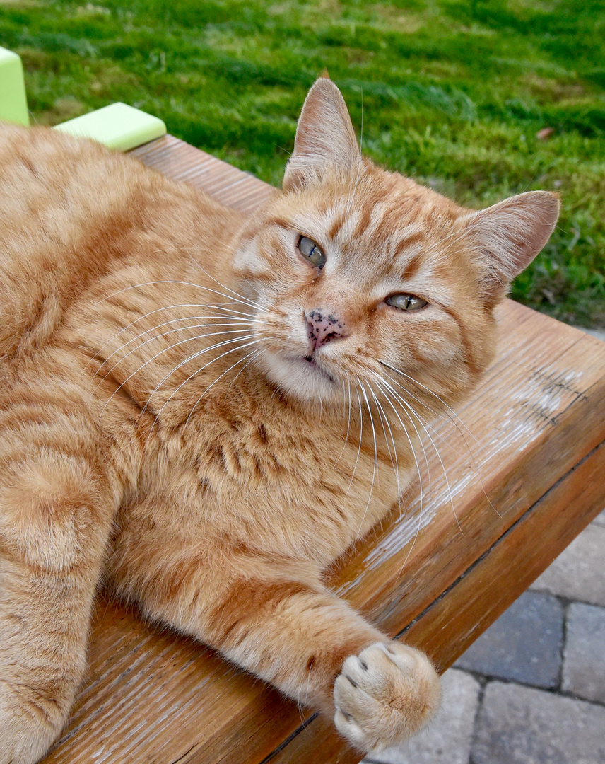 rotbraun Foto & Bild | natur, katze, kater Bilder auf fotocommunity