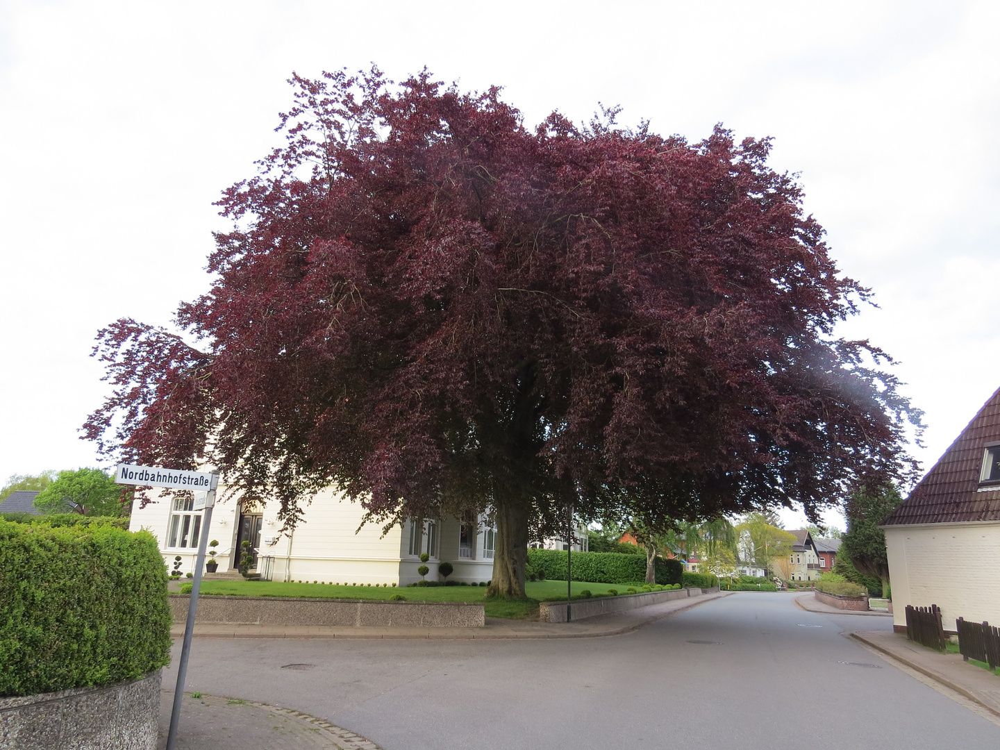 Rotbuche Foto & Bild | bäume, baum, natur Bilder auf fotocommunity