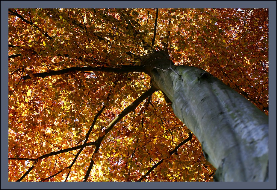 Rotbuche Foto & Bild | jahreszeiten, herbst, natur Bilder auf fotocommunity