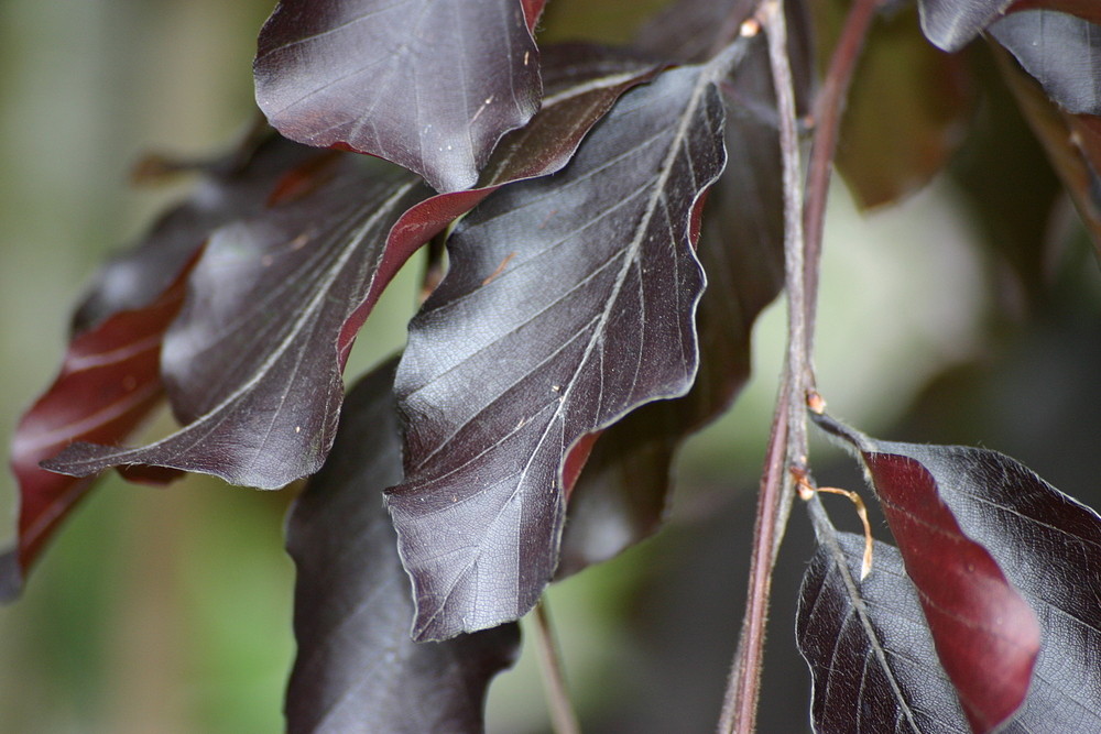 Rotbuche Foto & Bild | pflanzen, pilze & flechten, bäume, blatt & blüte ...