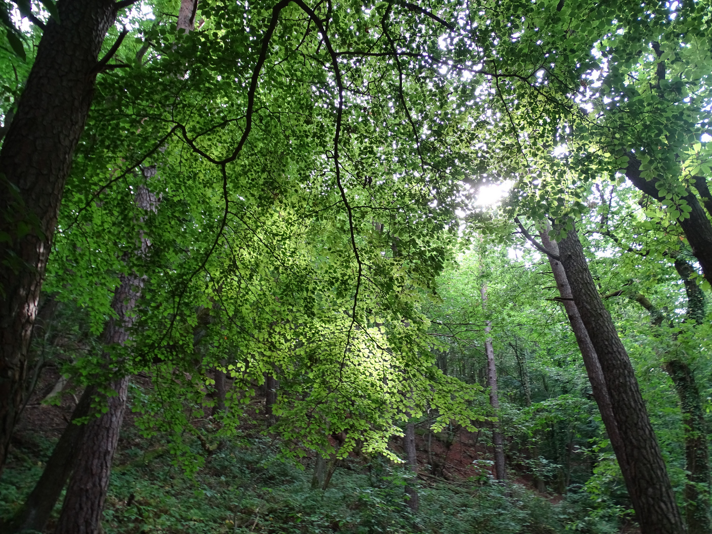 Rotbuche (Fagus sylvatica) im Sonnenlicht Foto & Bild | wald, bäume ...
