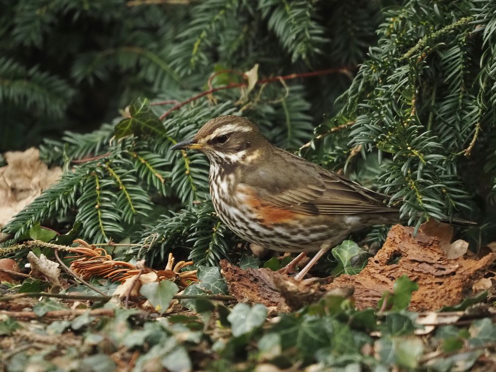 Rotdrossel Foto & Bild | tiere, wildlife, wild lebende vögel Bilder auf ...