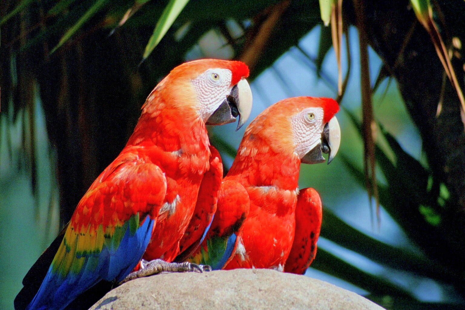 Rote Aras Foto & Bild | tiere, zoo, wildpark & falknerei, vögel Bilder ...