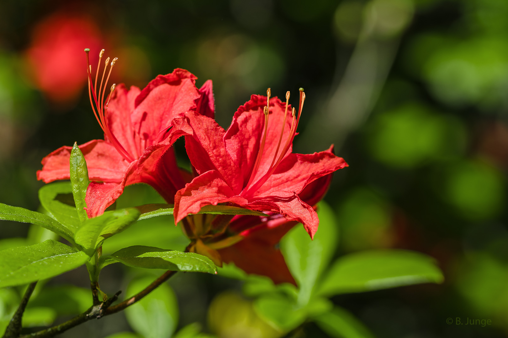 Rote Azaleen Foto & Bild | flowers, nature, natur Bilder auf fotocommunity