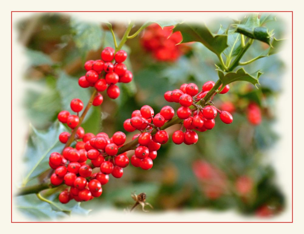 rote Beeren Foto & Bild | pflanzen, pilze & flechten, früchte und ...
