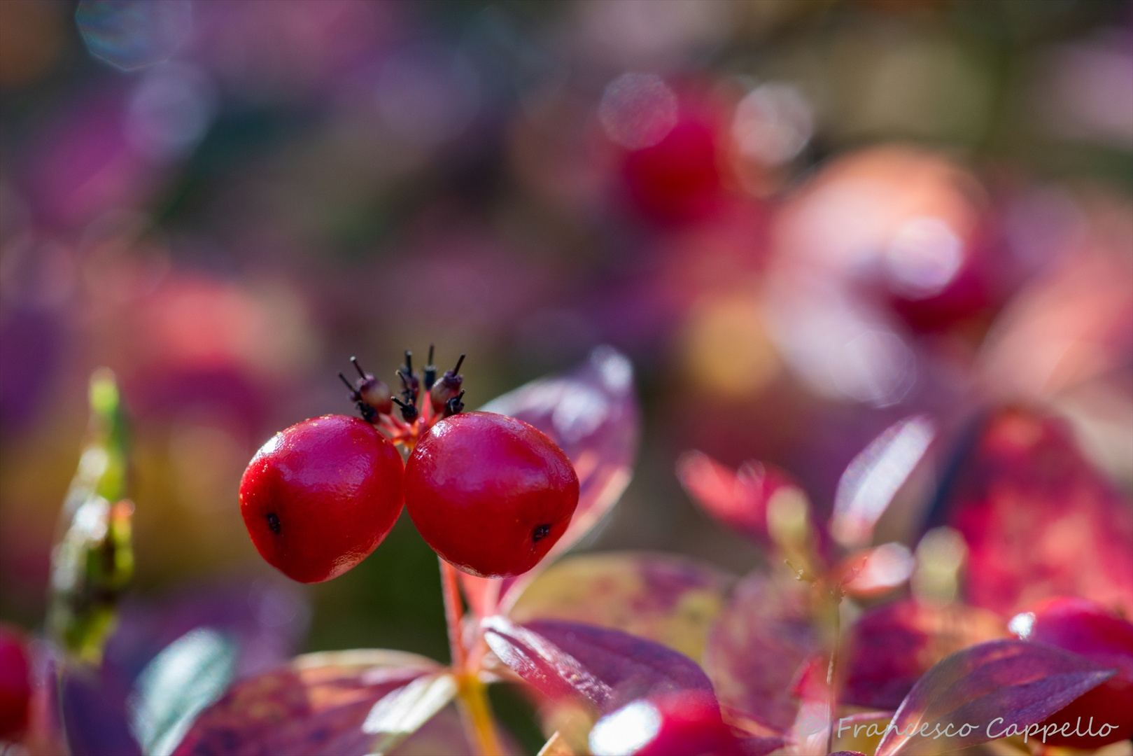 rote beeren Foto & Bild | world, natur, herbst Bilder auf fotocommunity