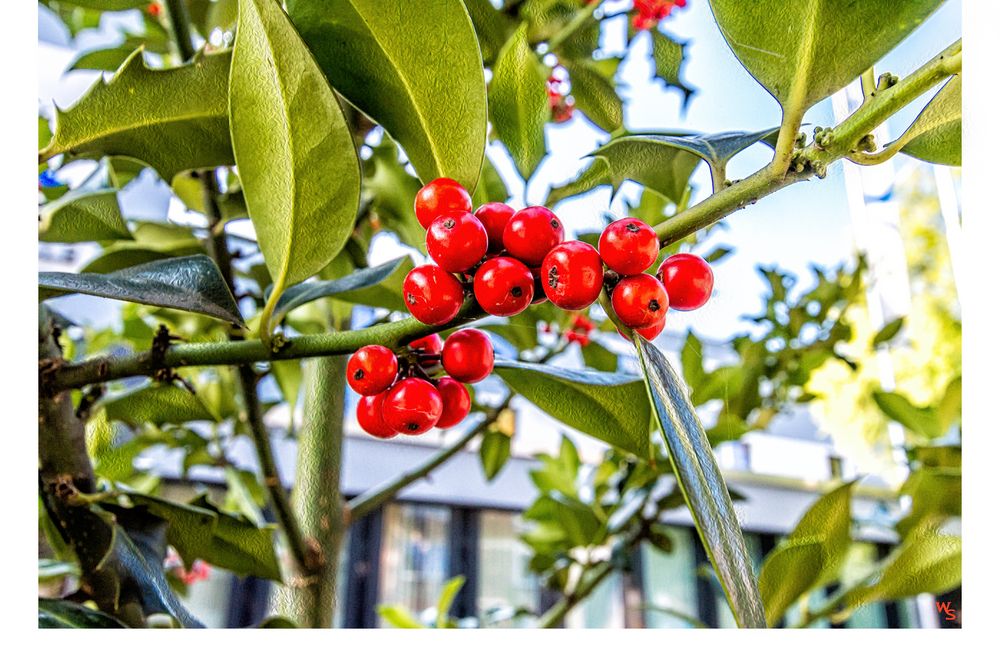 rote Beeren-Spielerei Foto & Bild | pflanzen, pilze & flechten ...