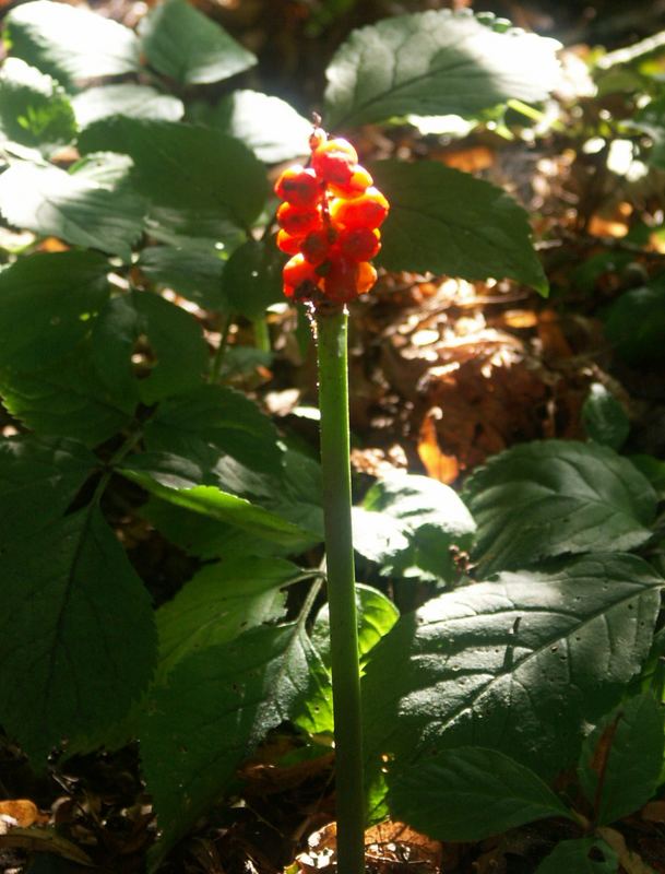 rote Blüte Foto & Bild | pflanzen, pilze & flechten, blüten- & kleinpflanzen, wildpflanzen ...