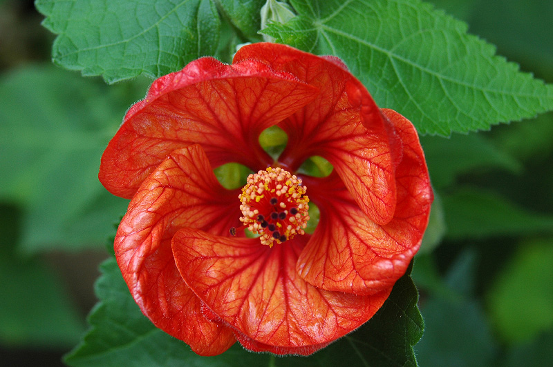 Rote Blume Foto & Bild | pflanzen, pilze & flechten, blüten ...