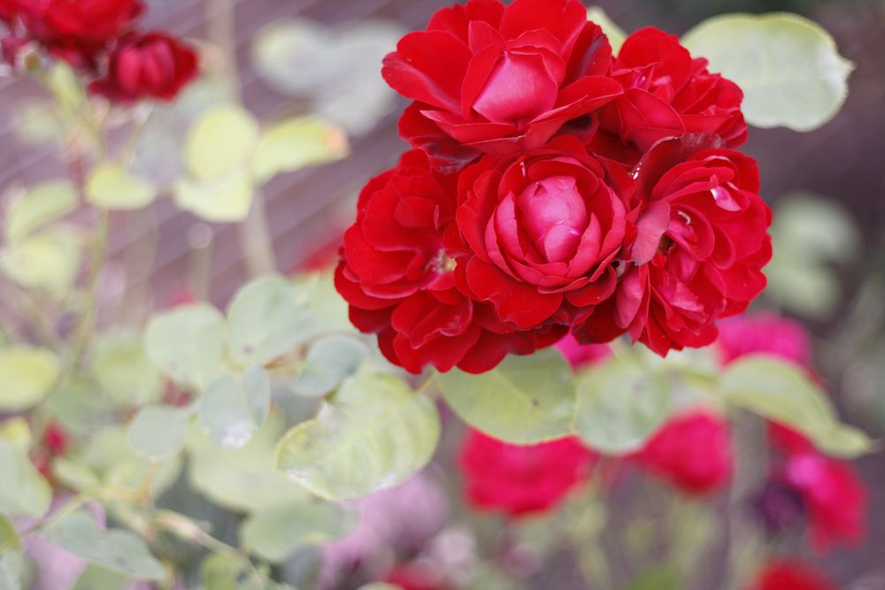 Rote Blume Foto & Bild | natur Bilder auf fotocommunity