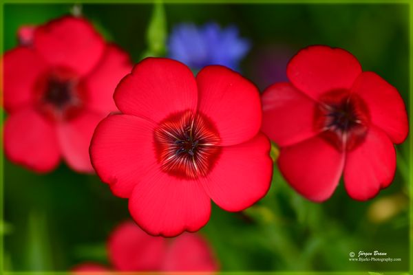 Natur-Makros Bilder & Fotos