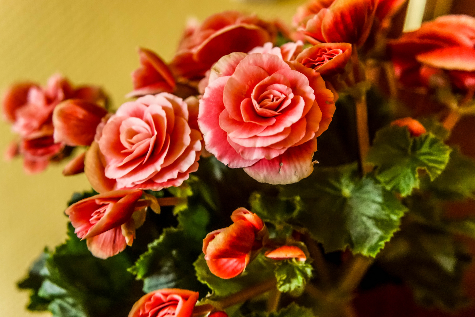 rote Blumen Foto & Bild | natur-makros, natur-kreativ ...