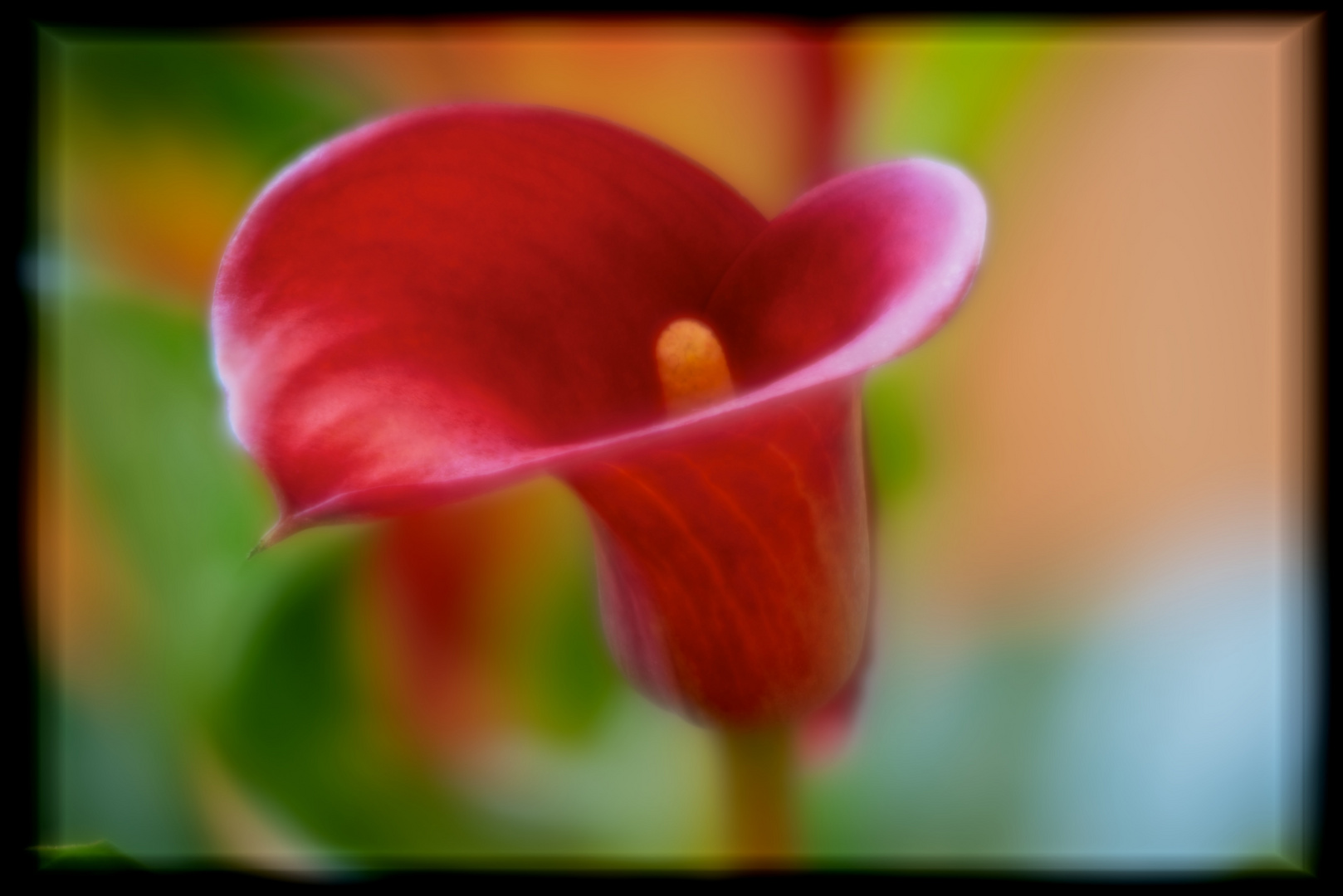 Rote Calla Foto & Bild | pflanzen, pilze & flechten, blüten ...