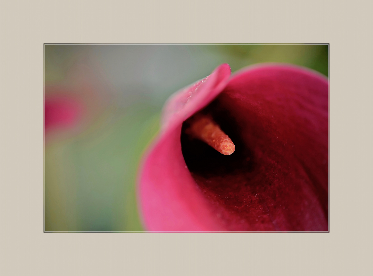 rote Calla Foto & Bild | natur-makros, projekte, natur-kreativ Bilder ...