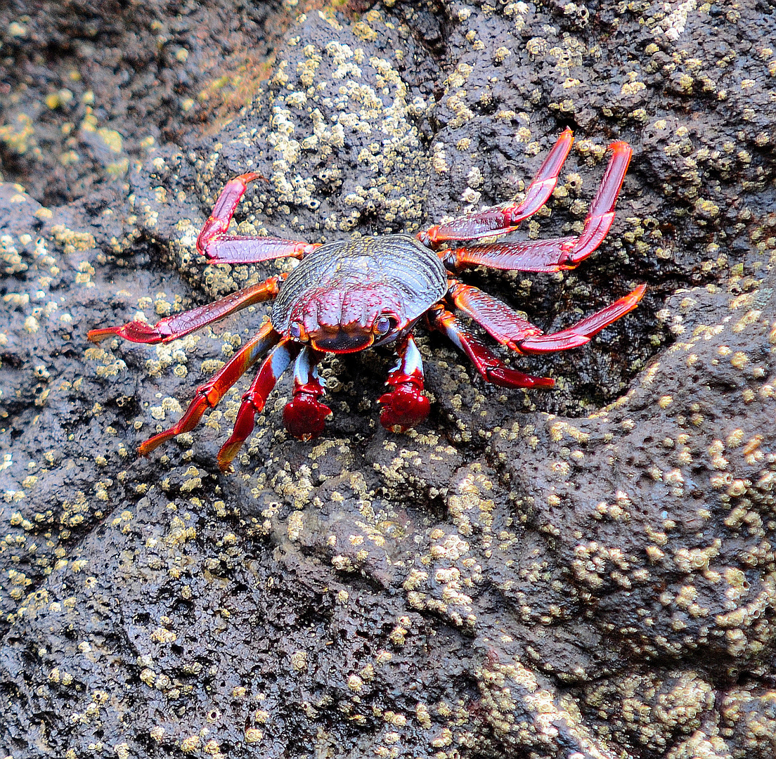 Rote Felsenkrabbe, (Grapsus grapsus), Grapsus grapsus, cangrejo rojo de ...