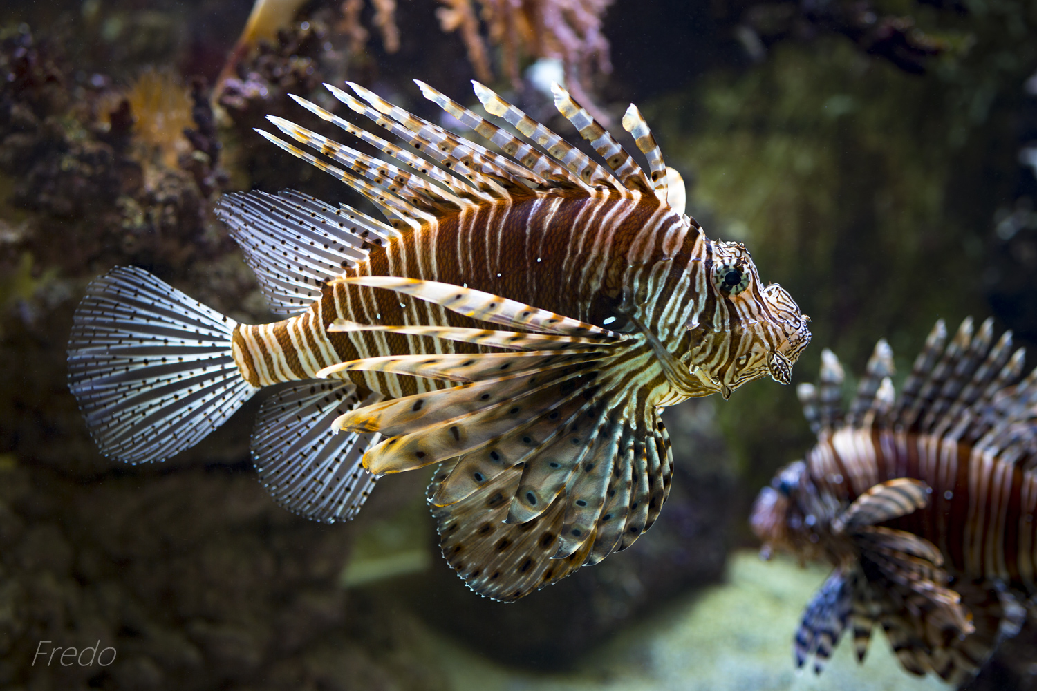 Rote Feuerfische Foto & Bild | tiere, zoo, wildpark & falknerei, zoo ...