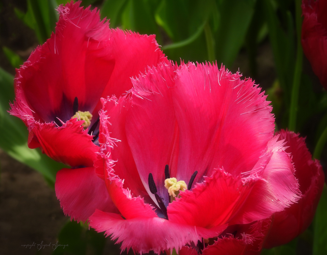 rote Fransentulpe Foto & Bild | europe, benelux, pflanzen, pilze & flechten Bilder auf fotocommunity