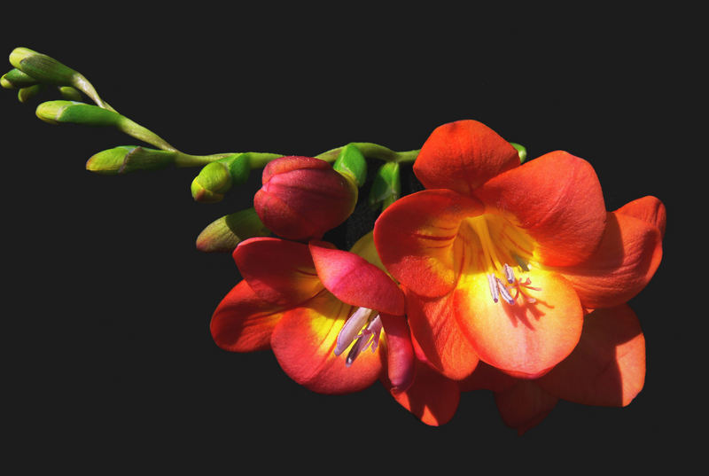 rote Freesien Foto & Bild | natur, pflanzen, blüten- & kleinpflanzen ...