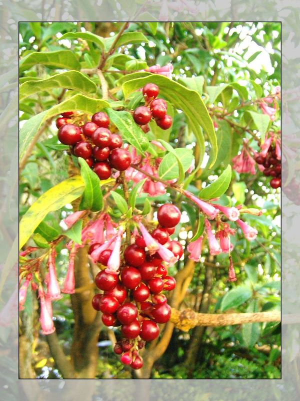 rote Früchte ..... Foto & Bild | pflanzen, pilze & flechten, früchte ...