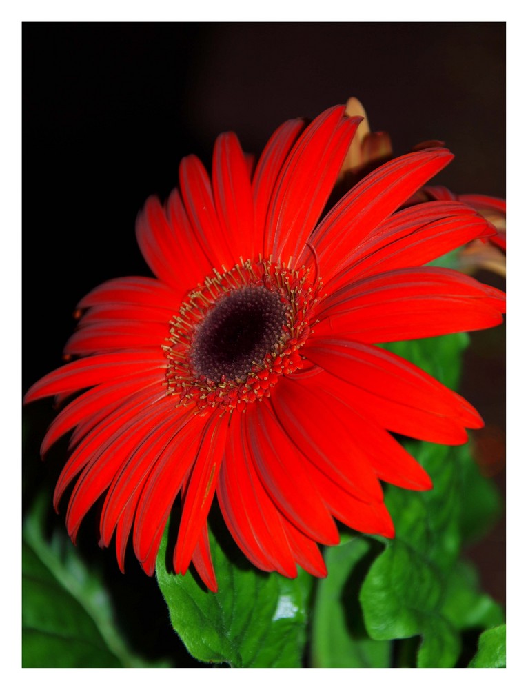 rote Gerbera #2 Foto & Bild | pflanzen, pilze & flechten, blüten ...