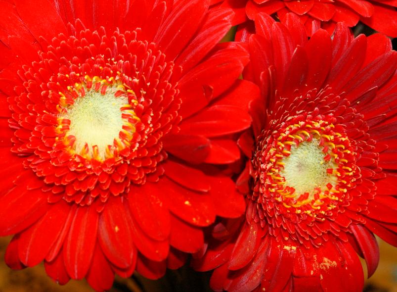 rote Gerbera Foto & Bild | natur, pflanzen, gerbera Bilder auf ...