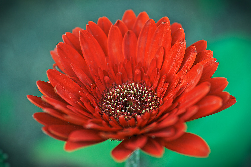 * rote Gerbera * Foto & Bild | pflanzen, pilze & flechten, blüten ...