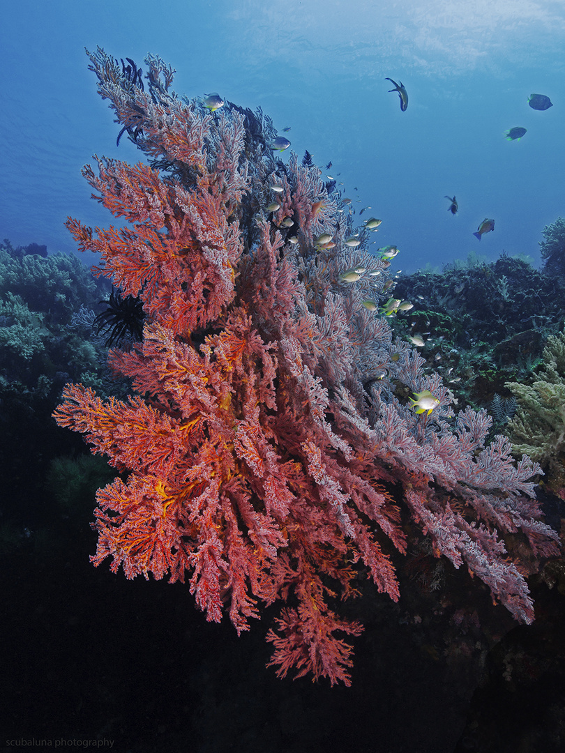 Rote Gorgonie Foto & Bild | asia, indonesia, tiere Bilder auf fotocommunity