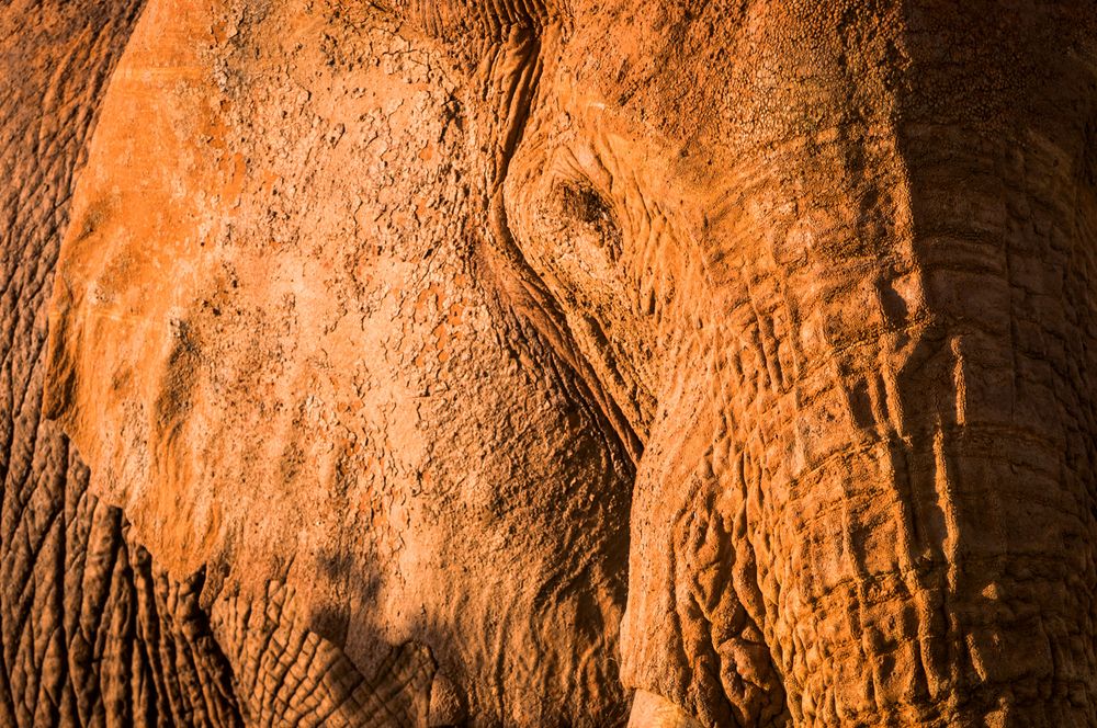 Rote Haut Foto & Bild | rot, natur, haut Bilder auf fotocommunity