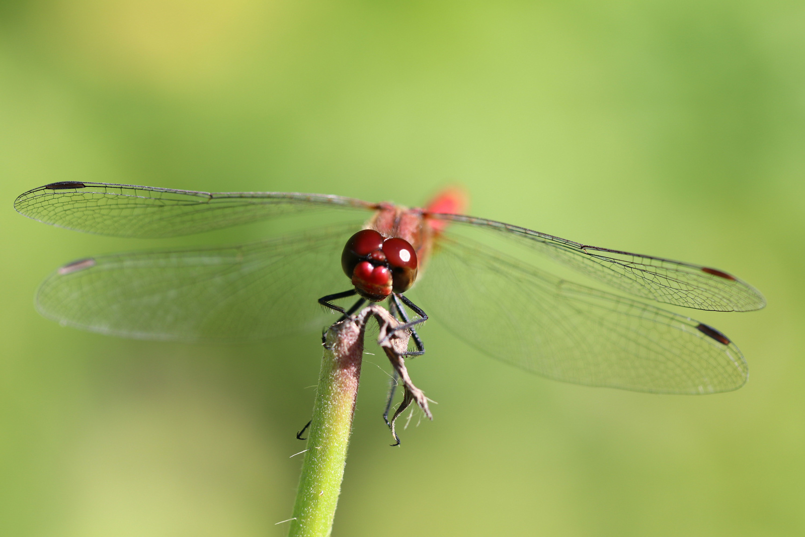 Rote Heidelibelle Foto & Bild | makro, stille, natur Bilder auf ...