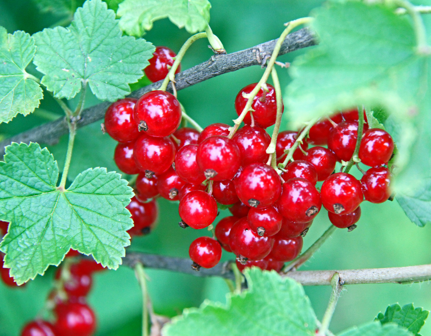 Rote Johannisbeeren in meinem Garten Foto & Bild | deutschland, europe ...