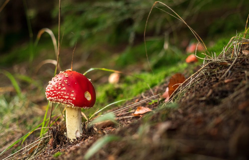 Rote Kappe - Angeknabbert Foto & Bild | pflanzen, pilze & flechten ...
