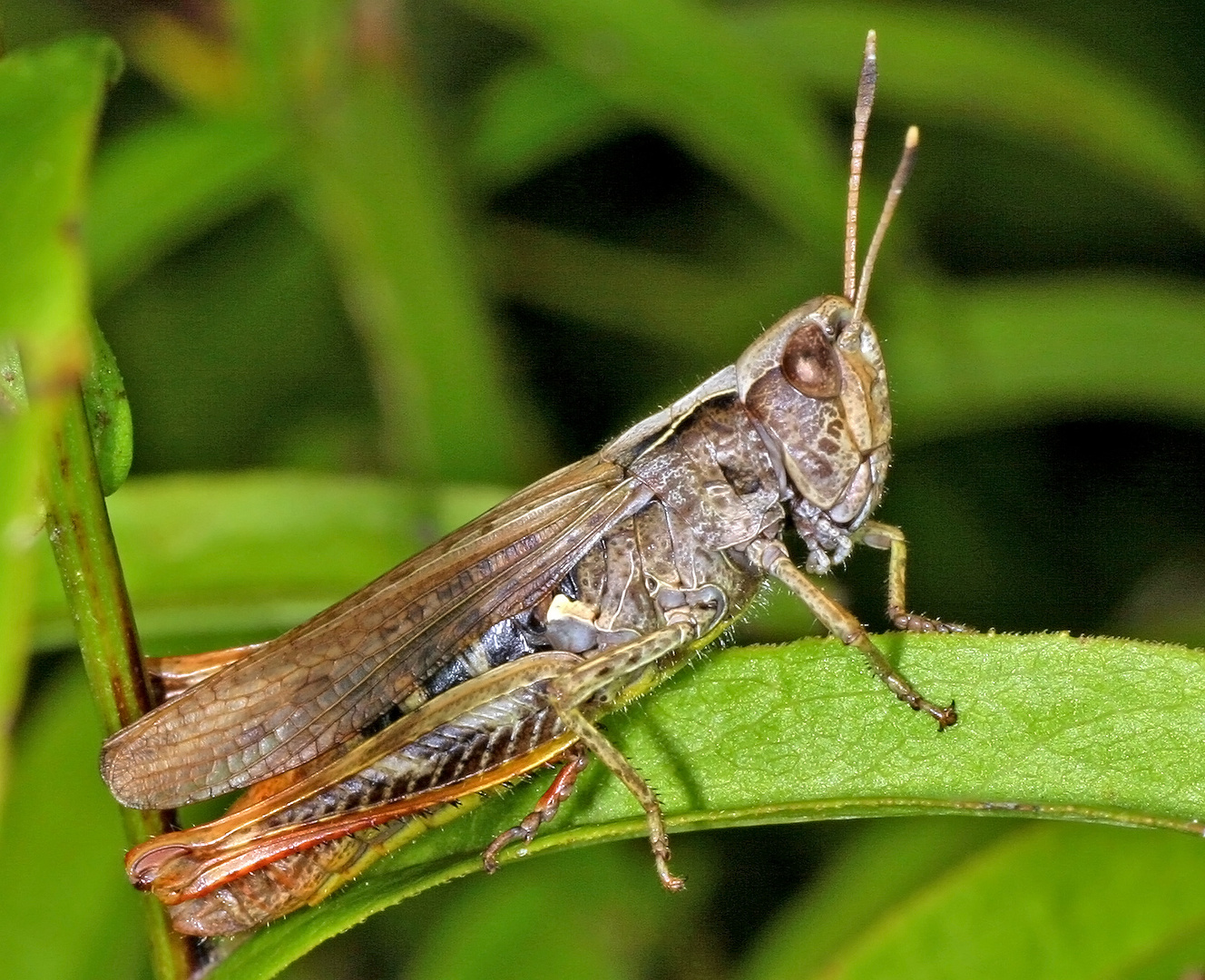 Rote Keulenschrecke (Gomphocerippus rufus) Foto & Bild | makro, natur ...