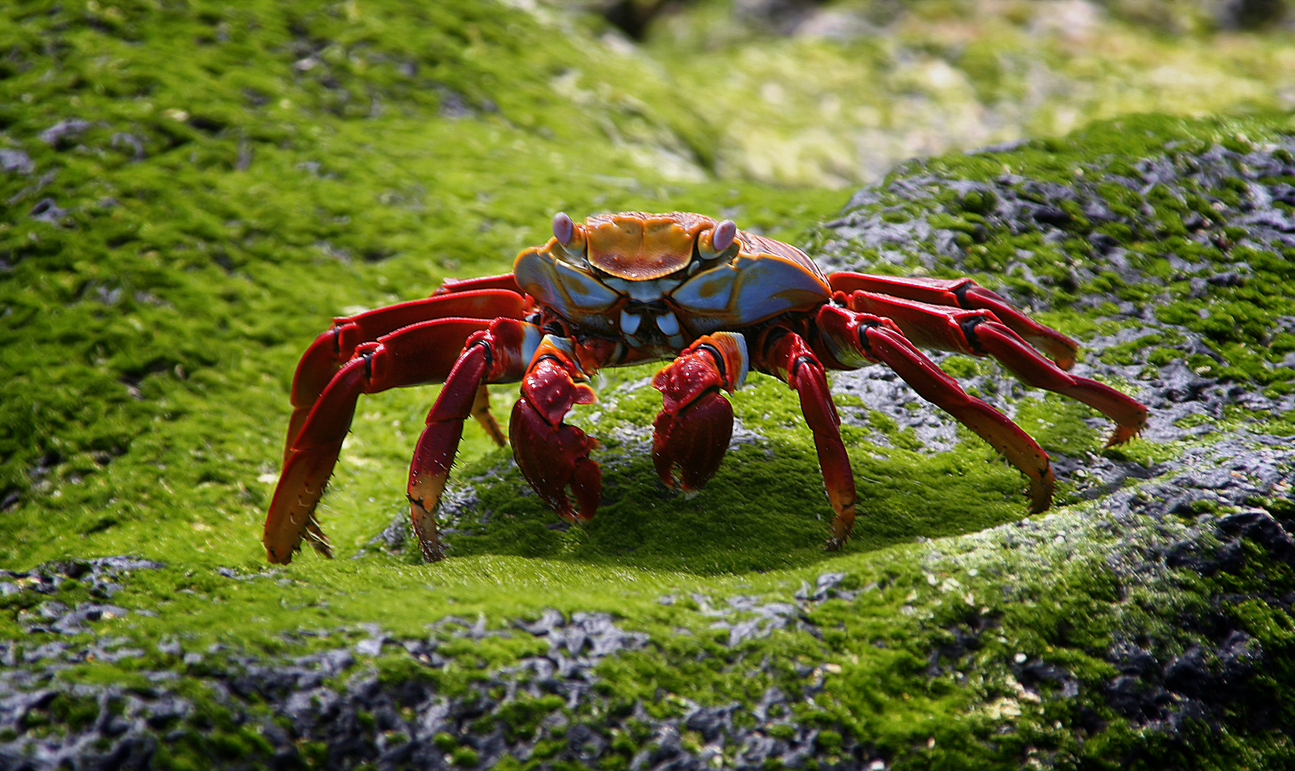 rote Klippenkrabbe Foto & Bild | tiere, wildlife, krebse Bilder auf ...