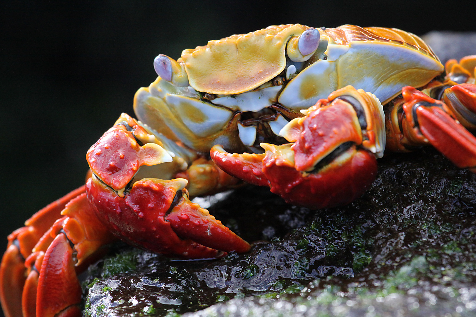 Rote Klippenkrabbe Foto & Bild | south america, ecuador, galapagos ...