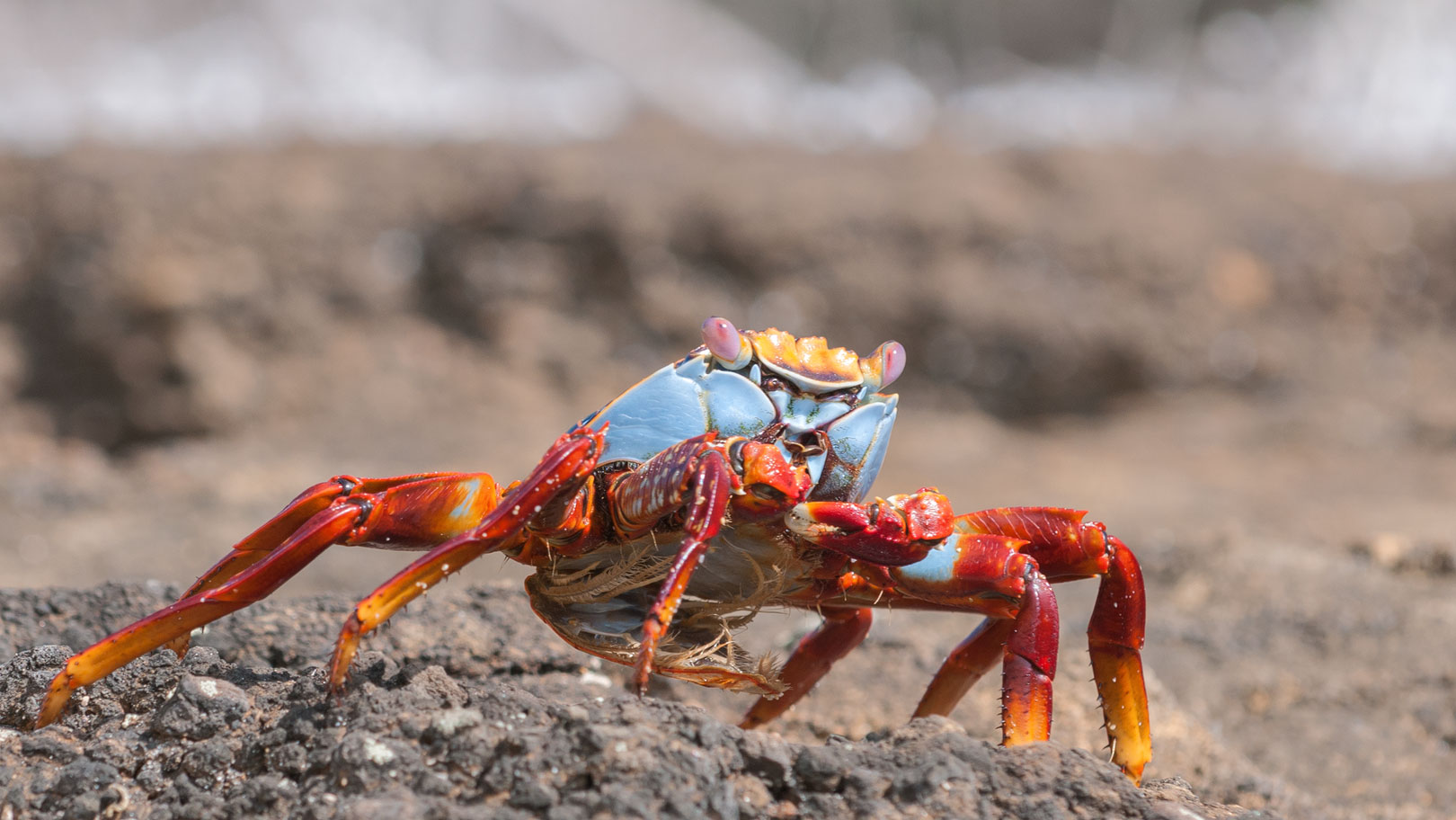 Rote Klippenkrabbe - Sally Lightfoot Krabbe Foto & Bild | tiere ...