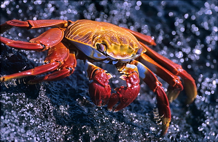 Rote Krabbe auf Galapagos Foto & Bild | natur, landschaft, motive ...