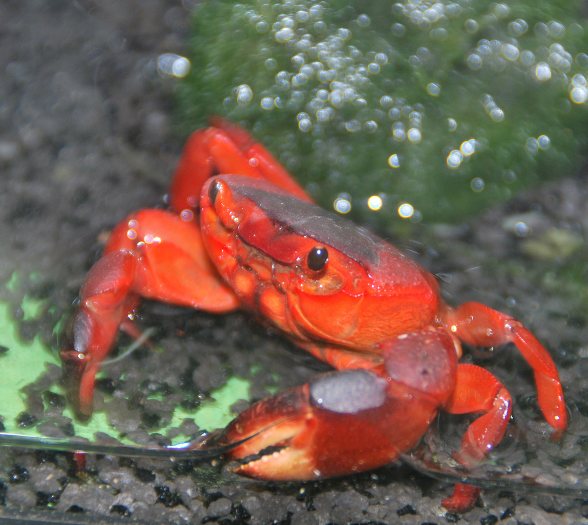 Rote Krappe Foto & Bild | tiere, wildlife, krebse Bilder auf fotocommunity