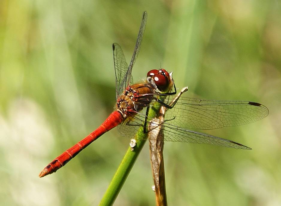 rote Libelle Foto & Bild | tiere, wildlife, libellen Bilder auf ...