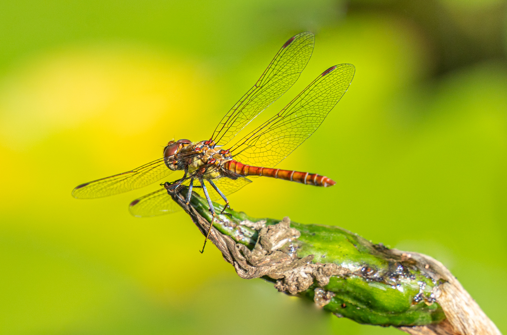rote Libelle Foto & Bild | tiere, wildlife, libellen Bilder auf ...