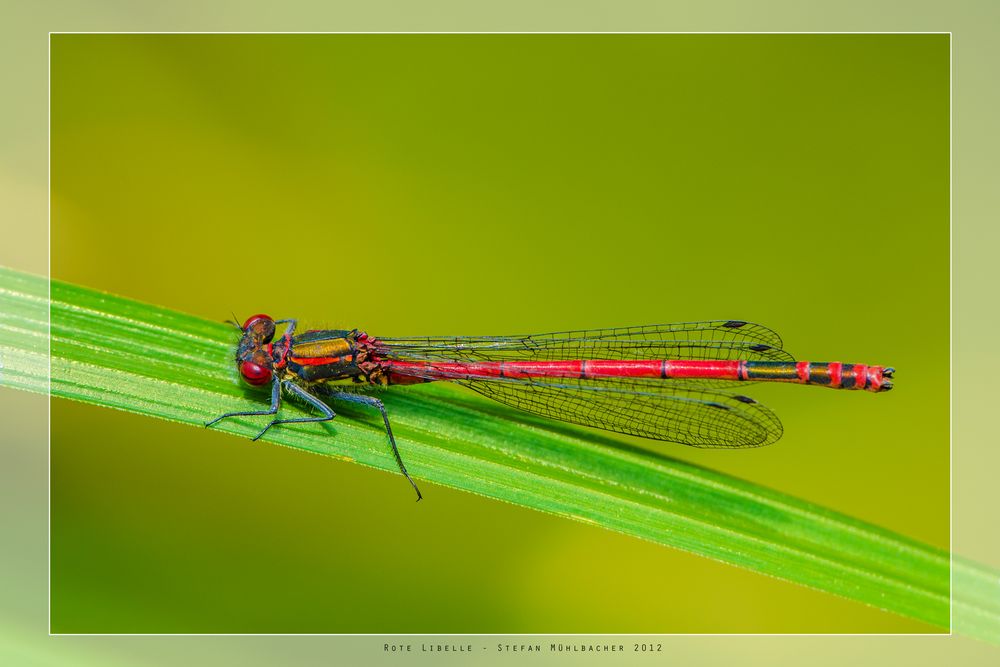 Rote Libelle Foto & Bild | tiere, wildlife, libellen Bilder auf ...