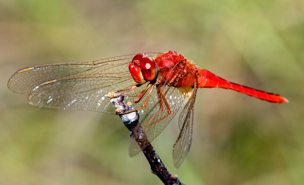 Rote Libelle Foto & Bild | tiere, wildlife, libellen Bilder auf ...