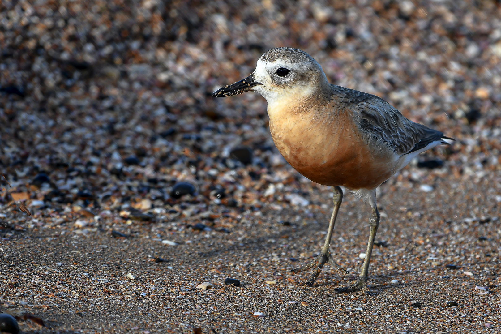 Rote Liste Foto & Bild | world, natur, regenpfeifer Bilder auf ...