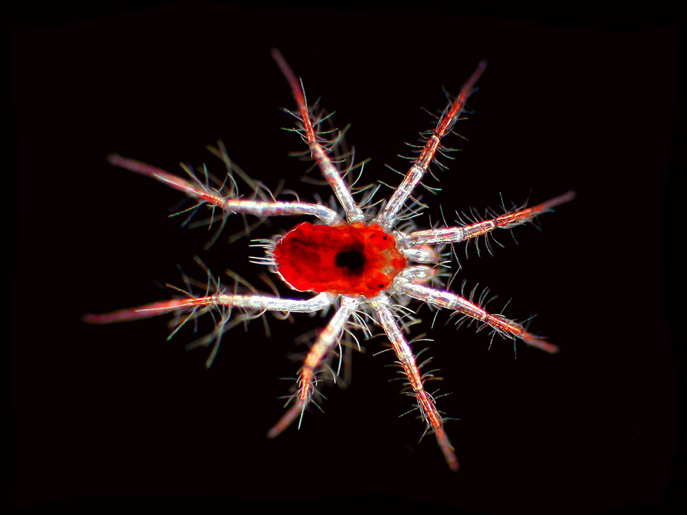 rote Milbe Foto & Bild | tiere, wildlife, spinnen Bilder auf fotocommunity