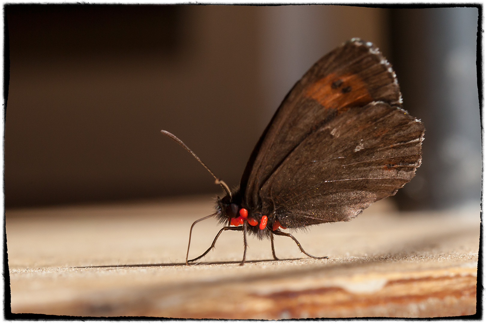 Rote Milben ... Foto & Bild | tiere, wildlife, insekten Bilder auf ...