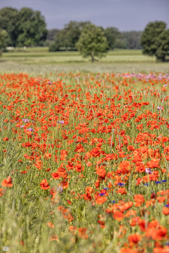 Rote Mohnblumen Foto & Bild | pflanzen, pilze & flechten, landschaft, blüten- & kleinpflanzen ...