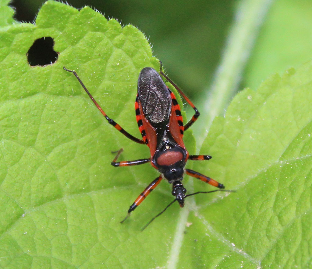 rote Mordwanze- (Rhynocoris iracundus) Foto & Bild | insekten, natur ...