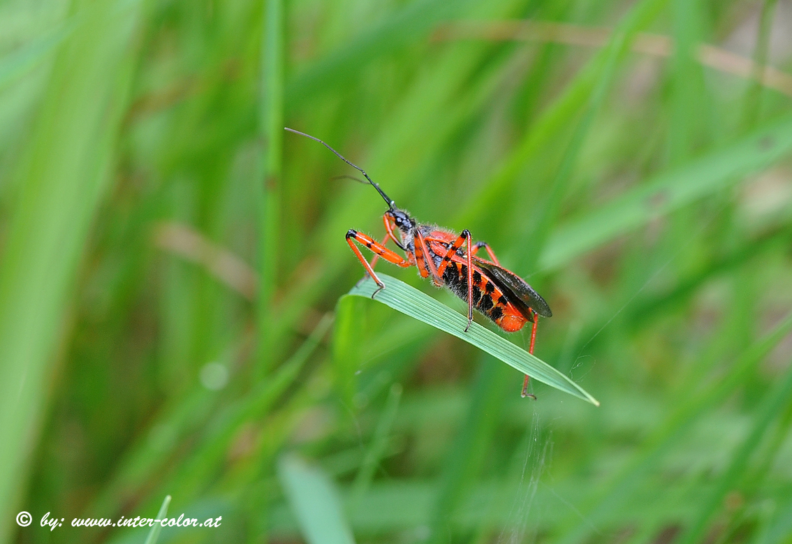 Rote Mordwanze, Rhynocoris iracundus Foto & Bild | tiere, wildlife ...