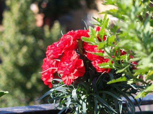 Nelken (Dianthus) Bilder & Fotos