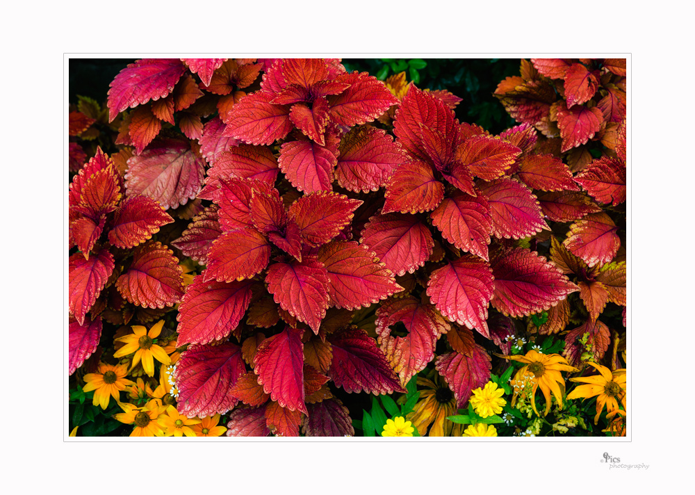 Rote Nessel Foto & Bild | pflanzen, pilze & flechten, heilpflanzen ...